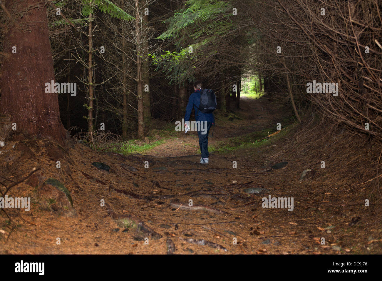 A rambler walks through the conifers on the forest trail at Farigaig by ...