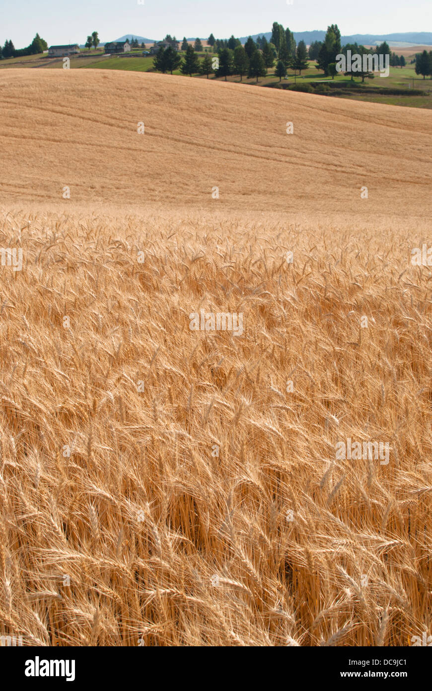 A vast wheat field on the Palouse, Washington State, USA Stock Photo ...