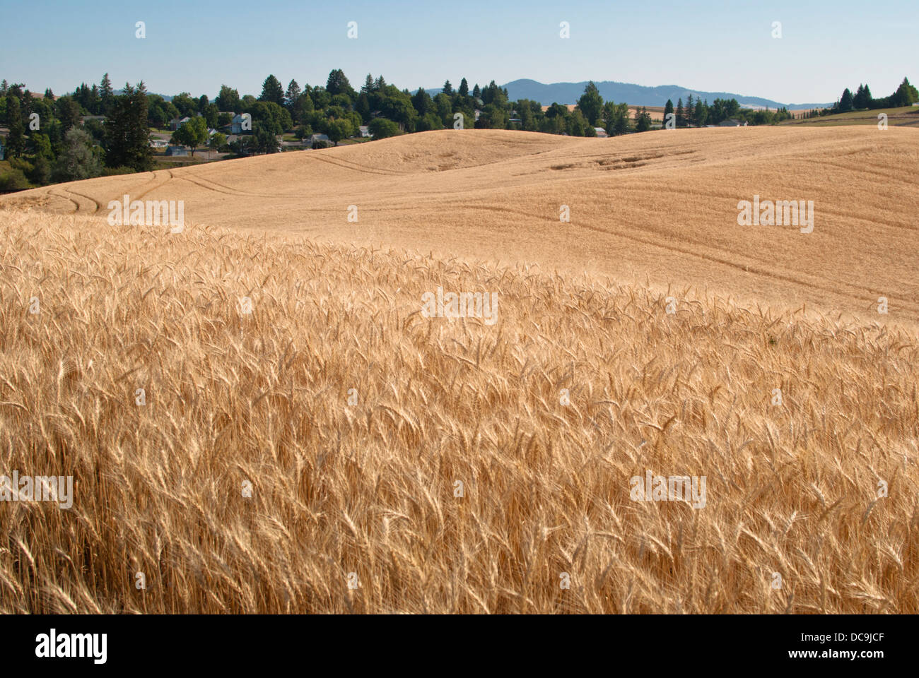 A vast wheat field on the Palouse, Washington State, USA Stock Photo ...