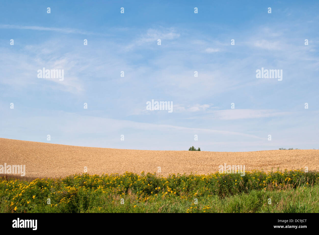 A vast wheat field on the Palouse, Washington State, USA Stock Photo ...