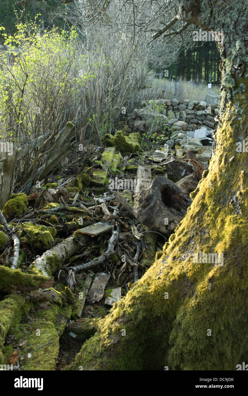 Overgrown area hi-res stock photography and images - Alamy