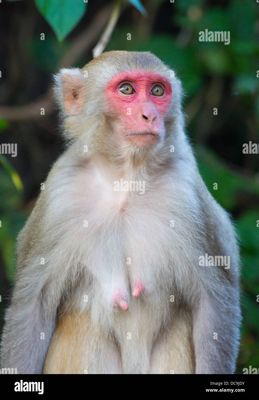 Macaca mulatta hi-res stock photography and images - Alamy
