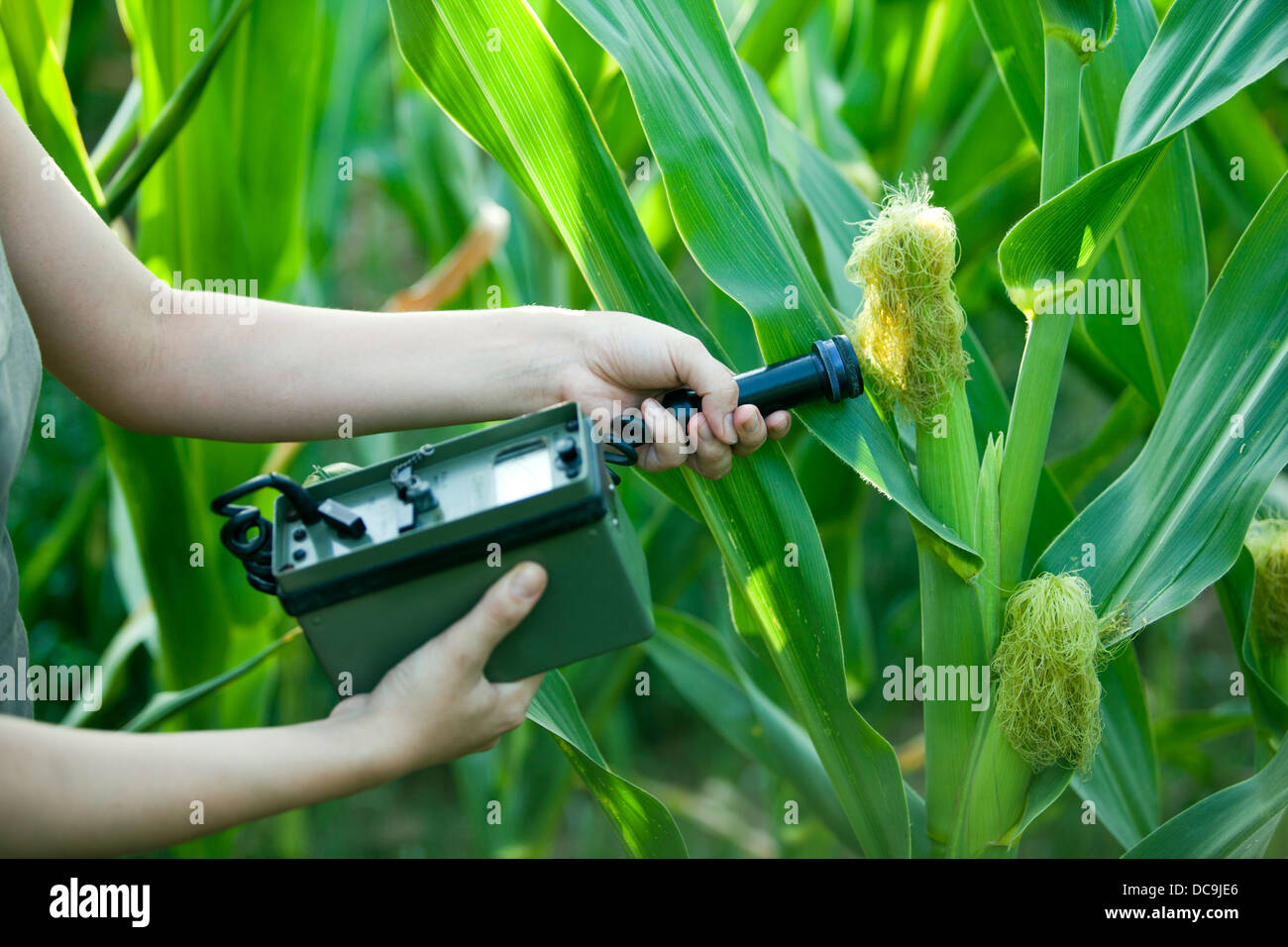 measuring radiation levels of corn Stock Photo - Alamy