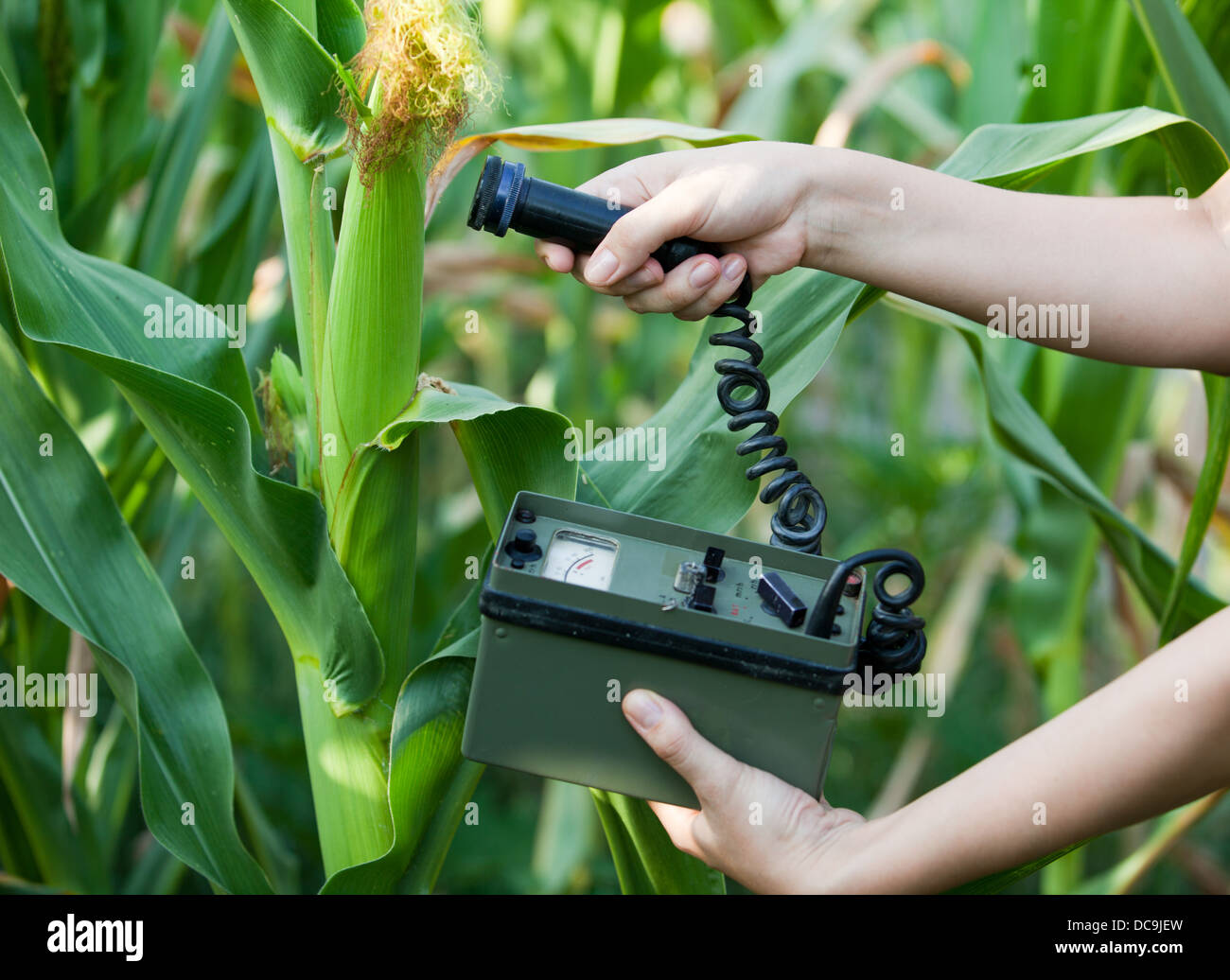 measuring radiation levels of corn Stock Photo - Alamy