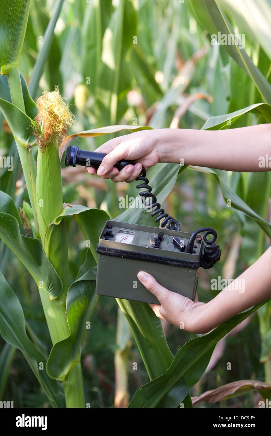 measuring radiation levels of corn Stock Photo - Alamy