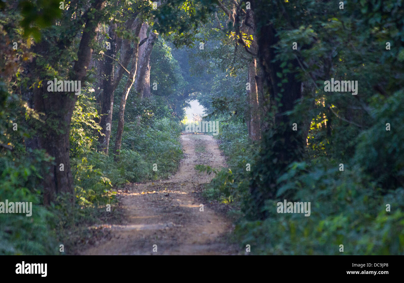 Sal forest hi-res stock photography and images - Alamy