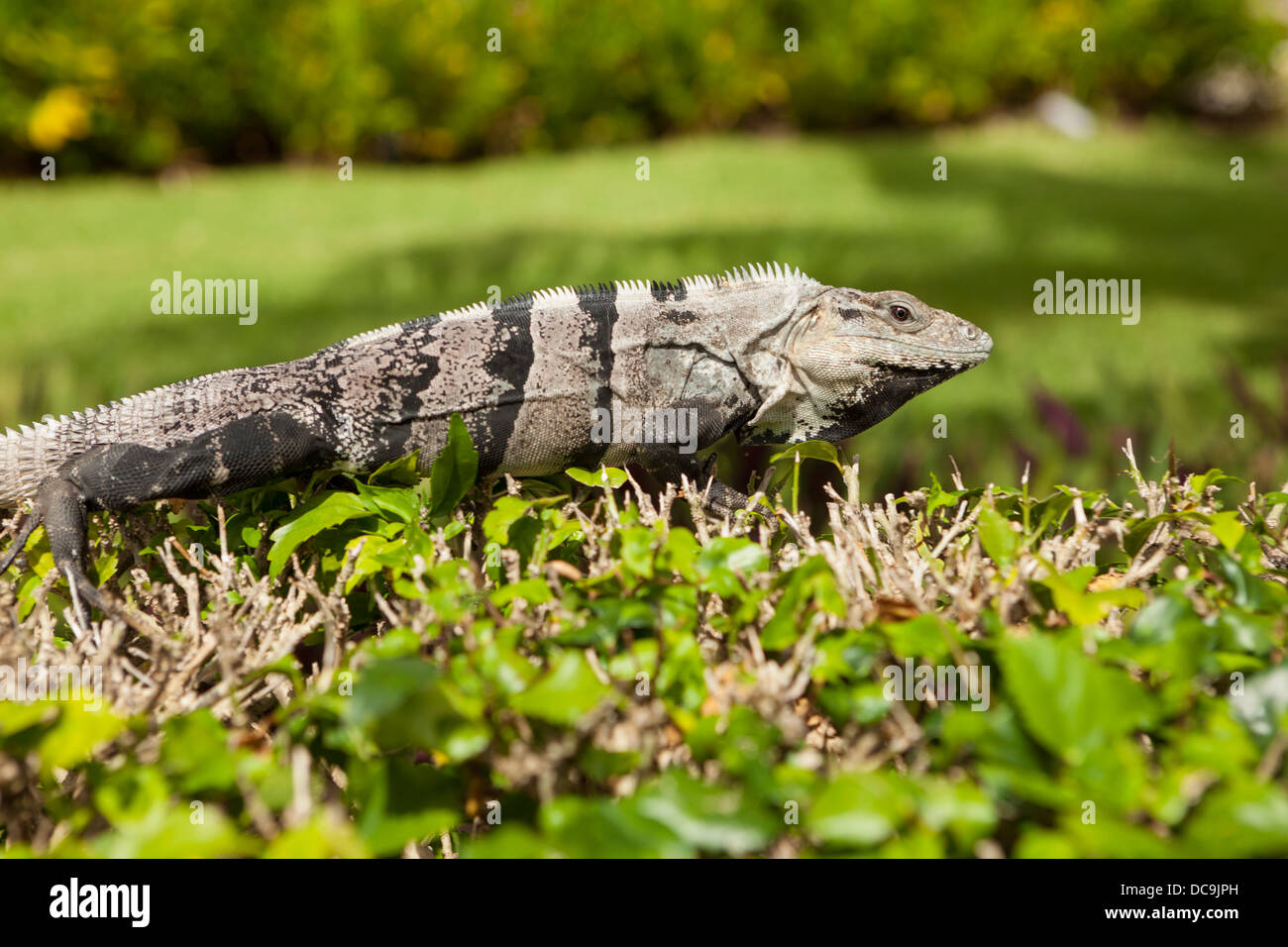 Iguana (Ctenosaura similis). Cozumel, Mexico Stock Photo - Alamy