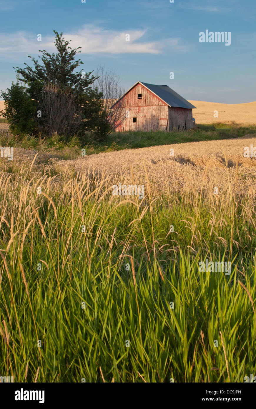 A faded red barn in early morning light, on the Palouse, Washington ...