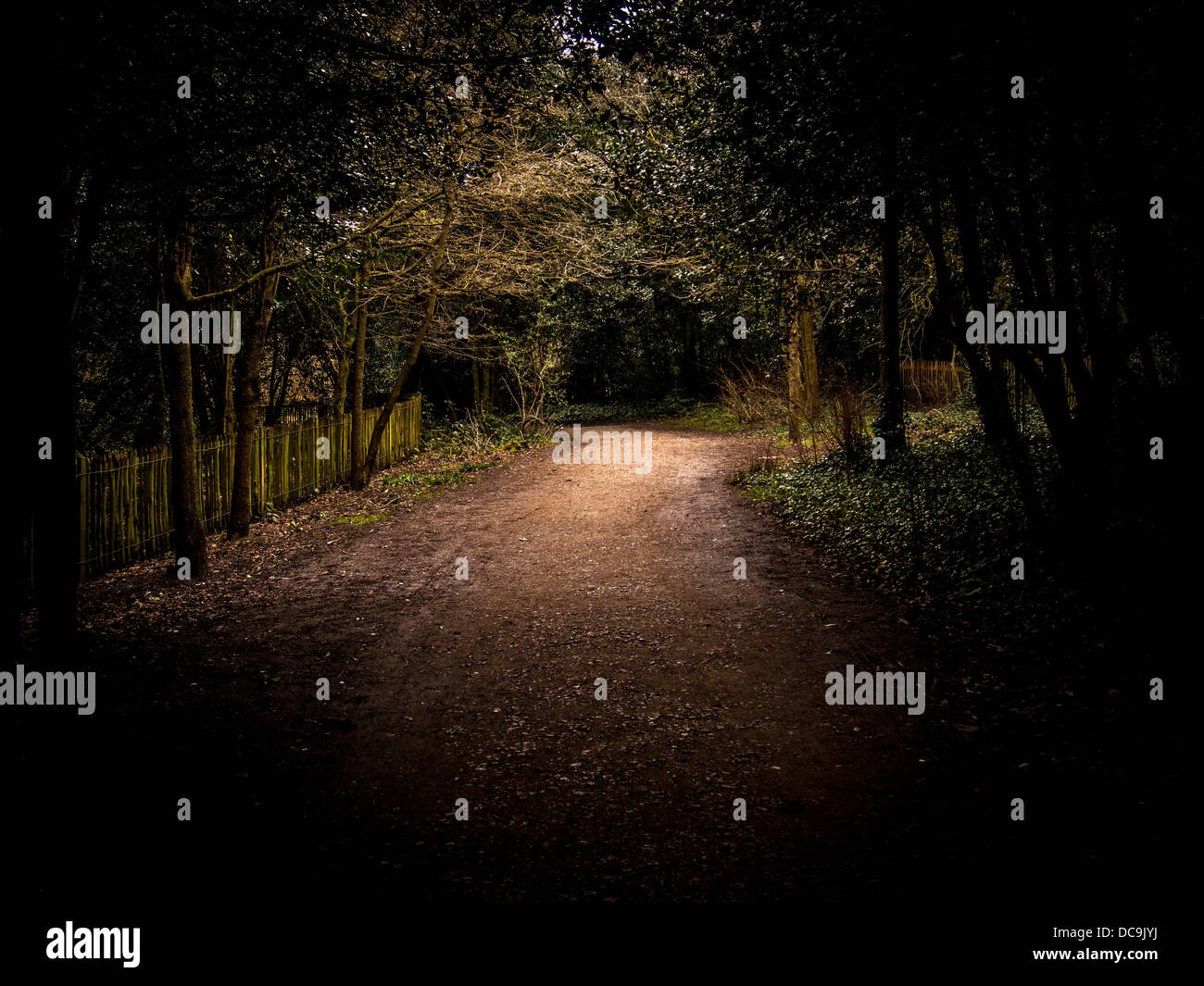 Sunlight creates a clearing of light through the trees, Holland Park ...