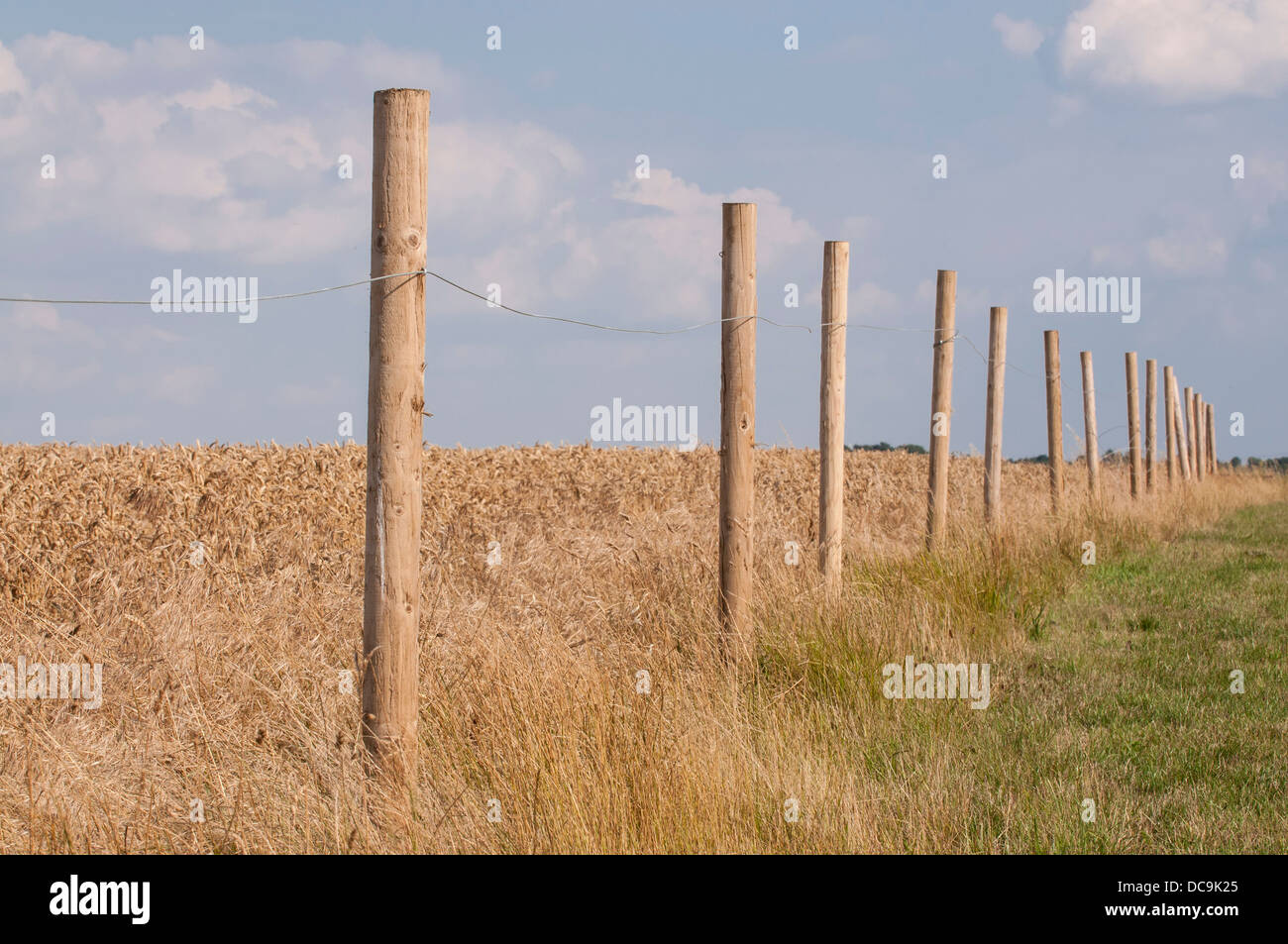 Golden field and fence hi-res stock photography and images - Alamy