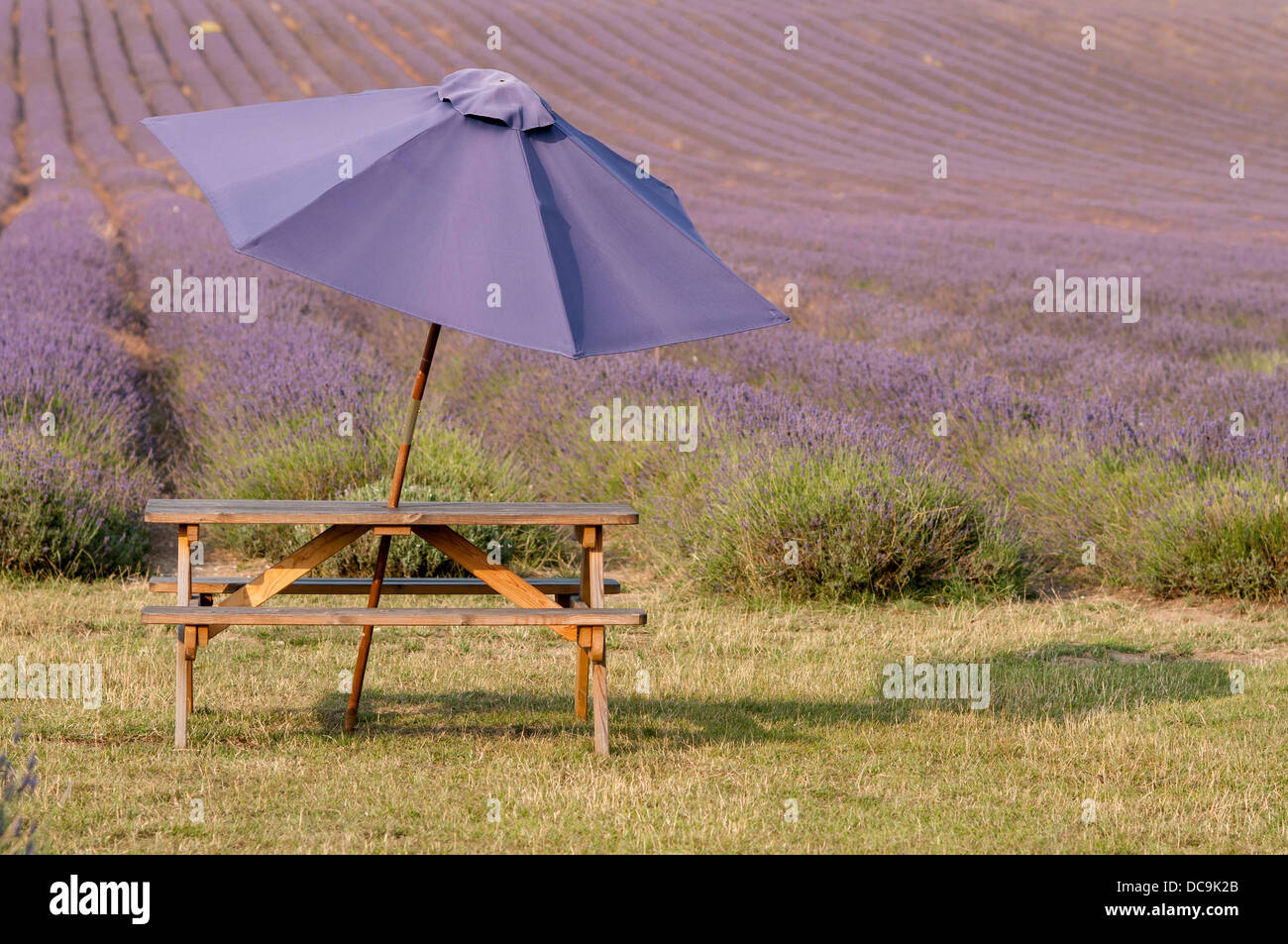 Purple Canopy High Resolution Stock Photography and Images - Alamy