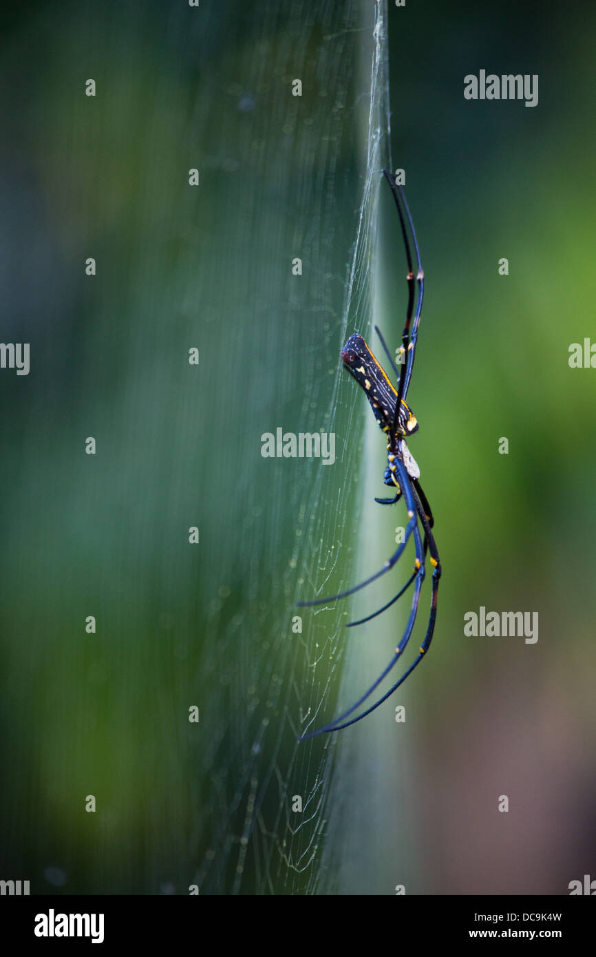 Spider nephila web hi-res stock photography and images - Alamy