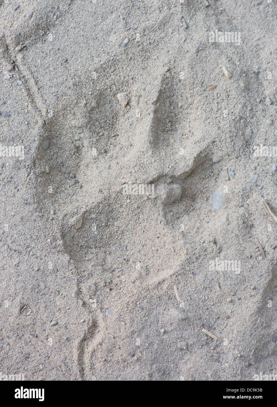 Tiger pugmark hi-res stock photography and images - Alamy