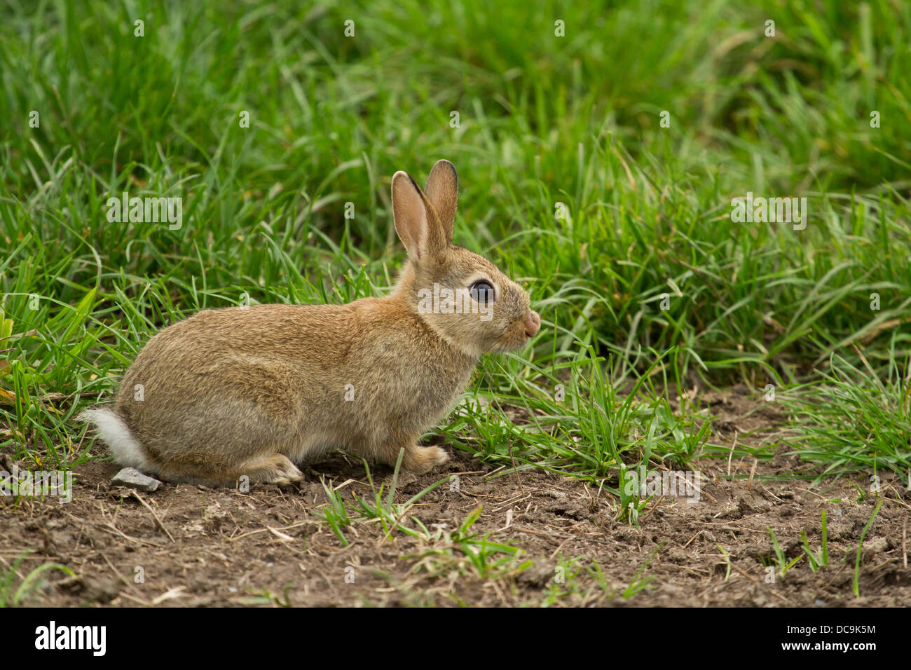 European rabbit [Oryctolagus cuniculus] Stock Photo - Alamy