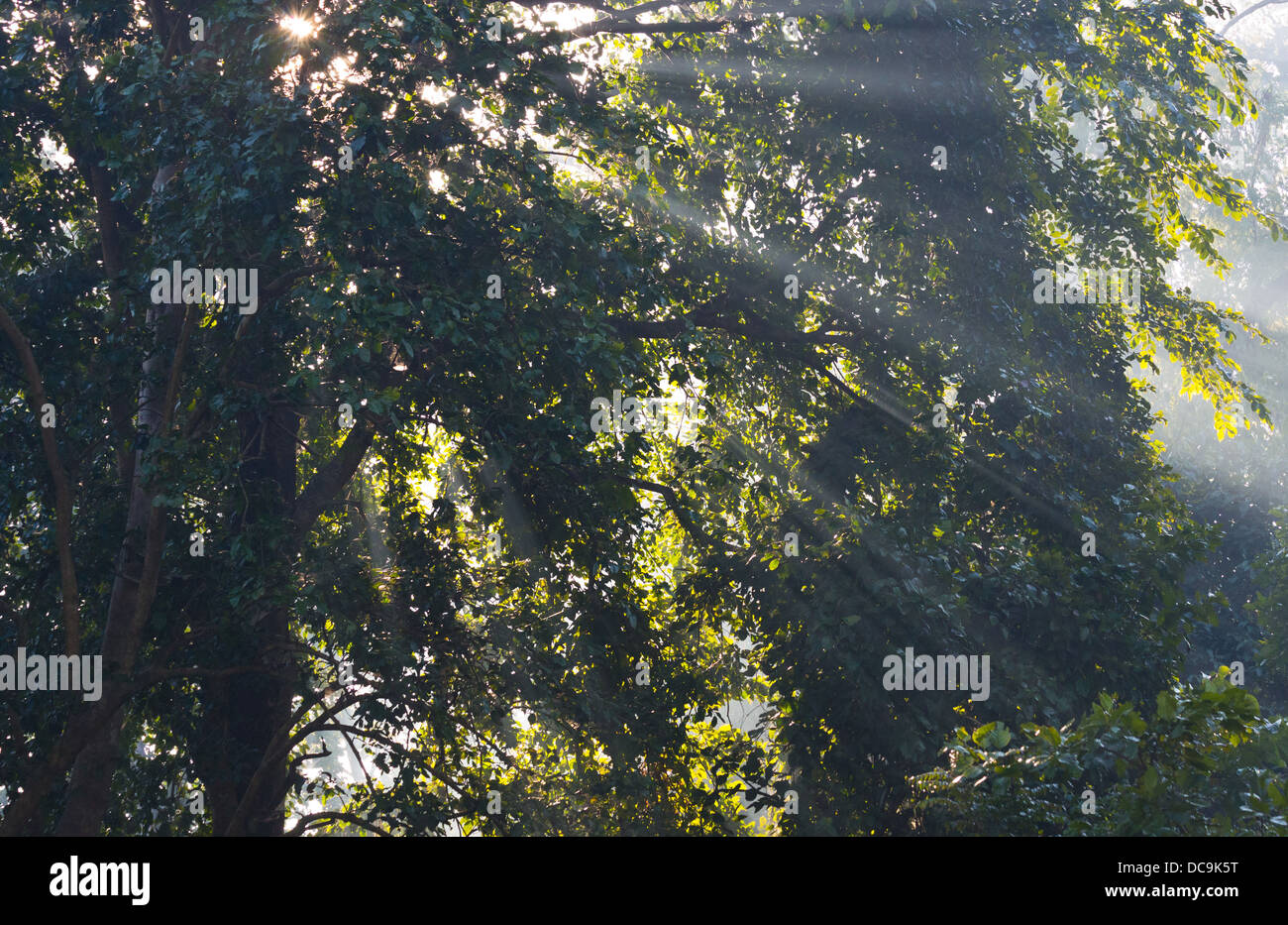 Riverine forest hi-res stock photography and images - Alamy