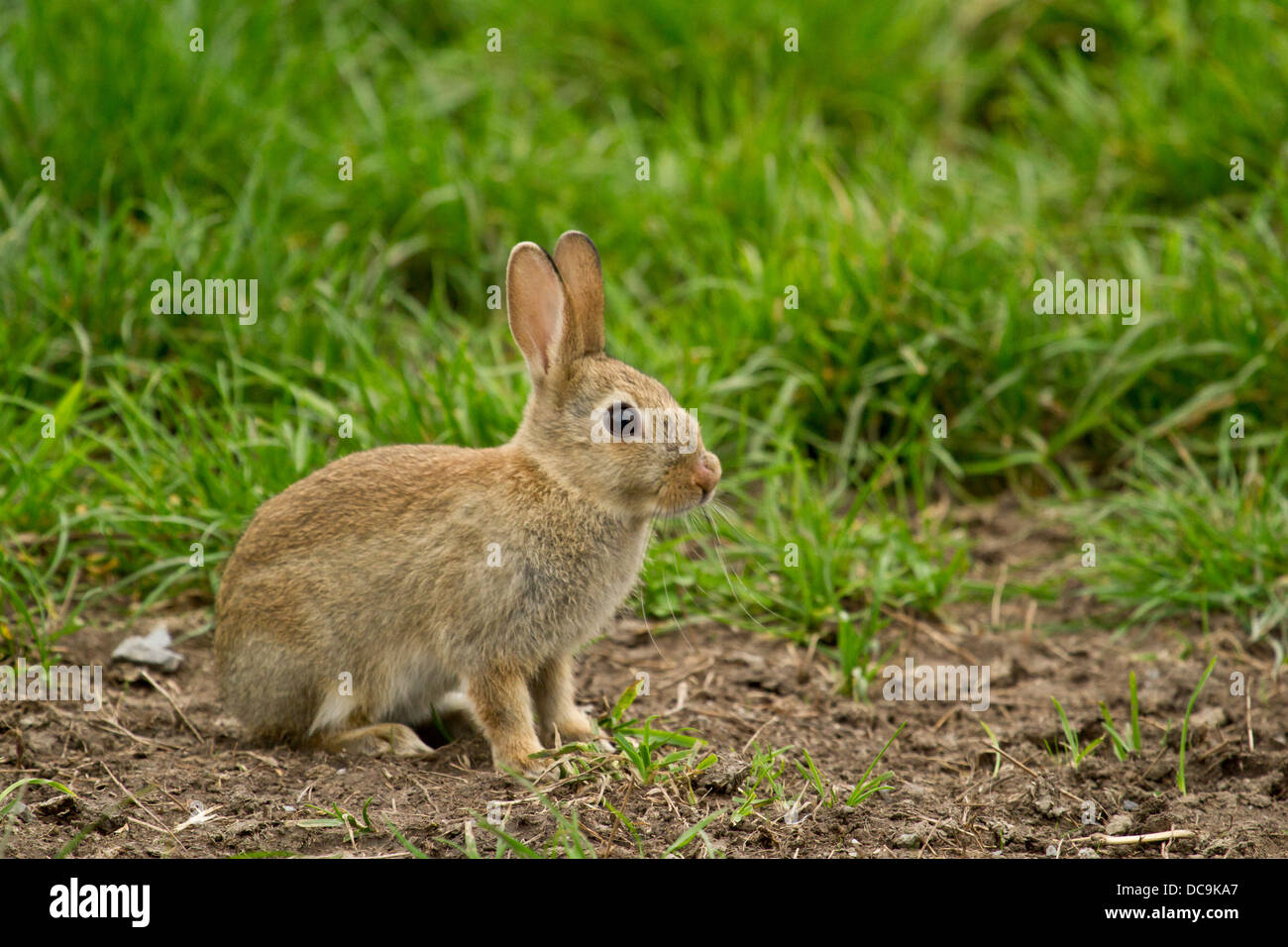 European rabbit [Oryctolagus cuniculus] Stock Photo - Alamy