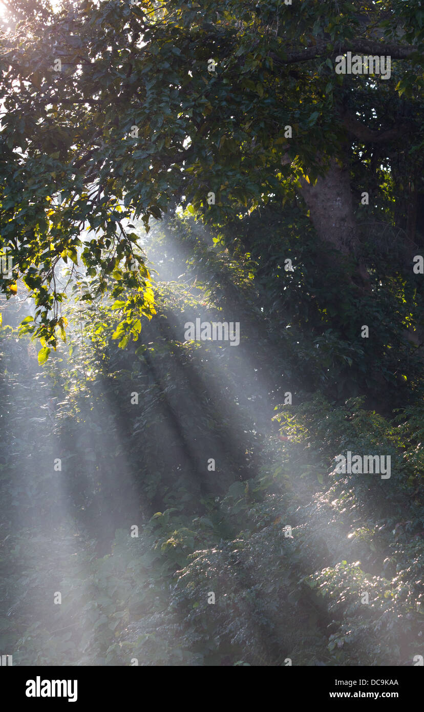 Riverine forest hi-res stock photography and images - Alamy