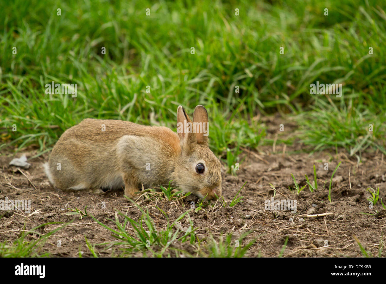 European rabbit [Oryctolagus cuniculus] Stock Photo - Alamy