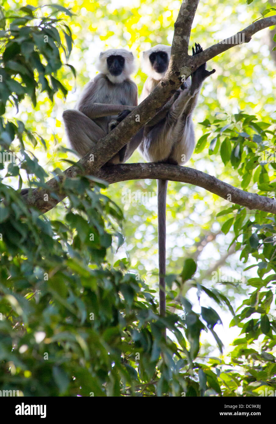 A pair of Nepal Grey Langurs (Semnopithecus schistaceus) sitting in a ...