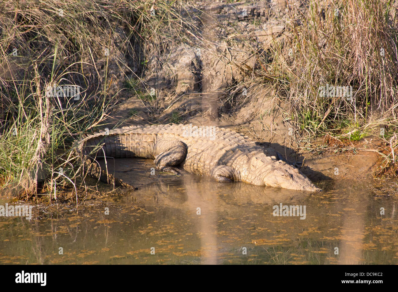 Mugger Crocodile (Crocodylus palustris) on a riverbank in Bardia ...
