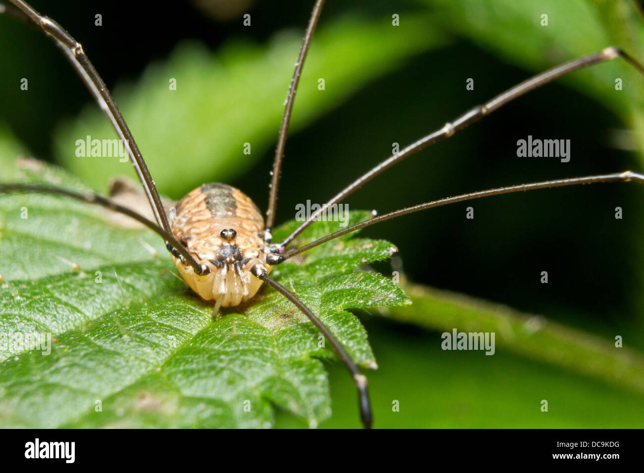 Harvestman up close Stock Photo - Alamy
