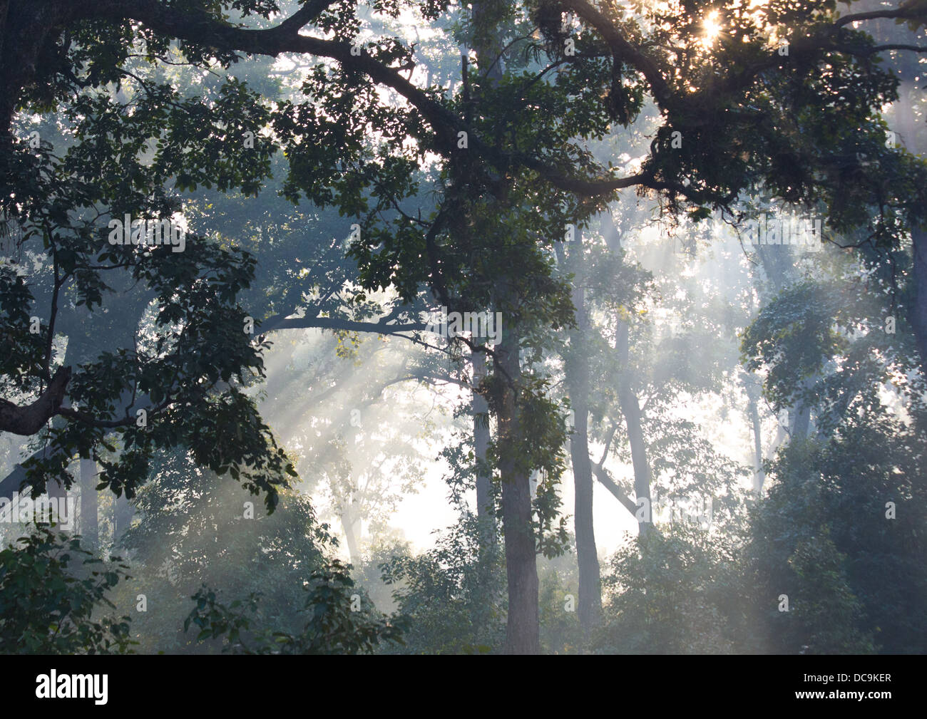 Sal trees hi-res stock photography and images - Alamy