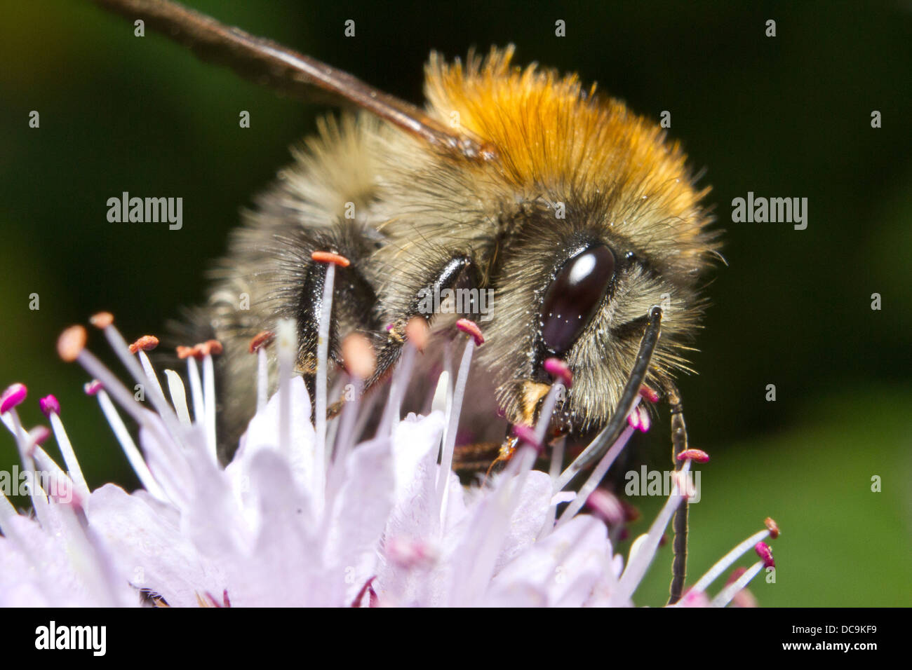 Bumble bee up close Stock Photo - Alamy