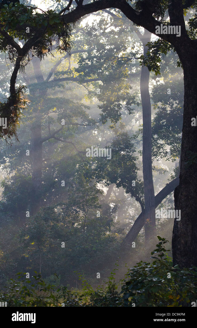 Sal trees hi-res stock photography and images - Alamy