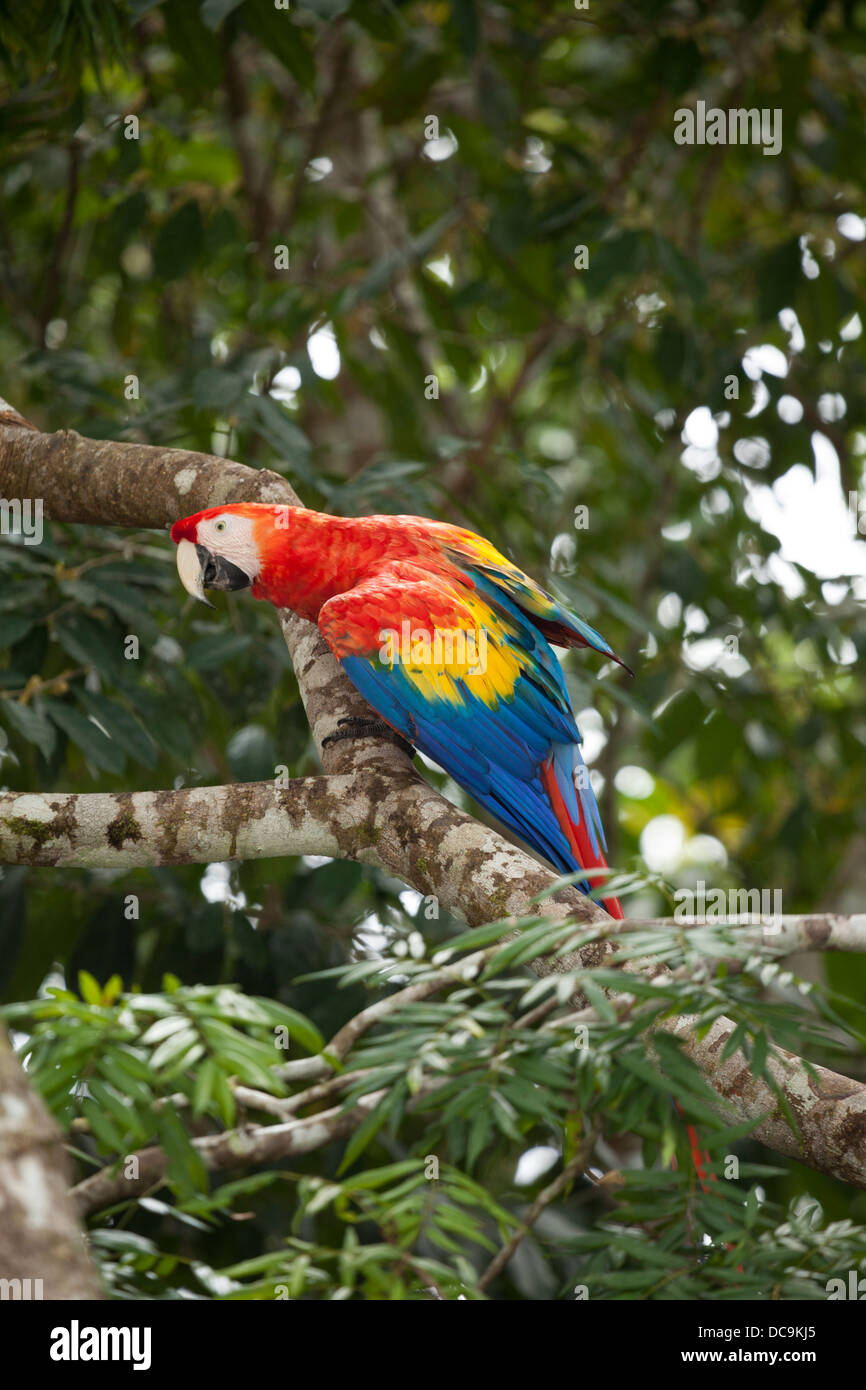 Scarlet chiapas jungle hi-res stock photography and images - Alamy