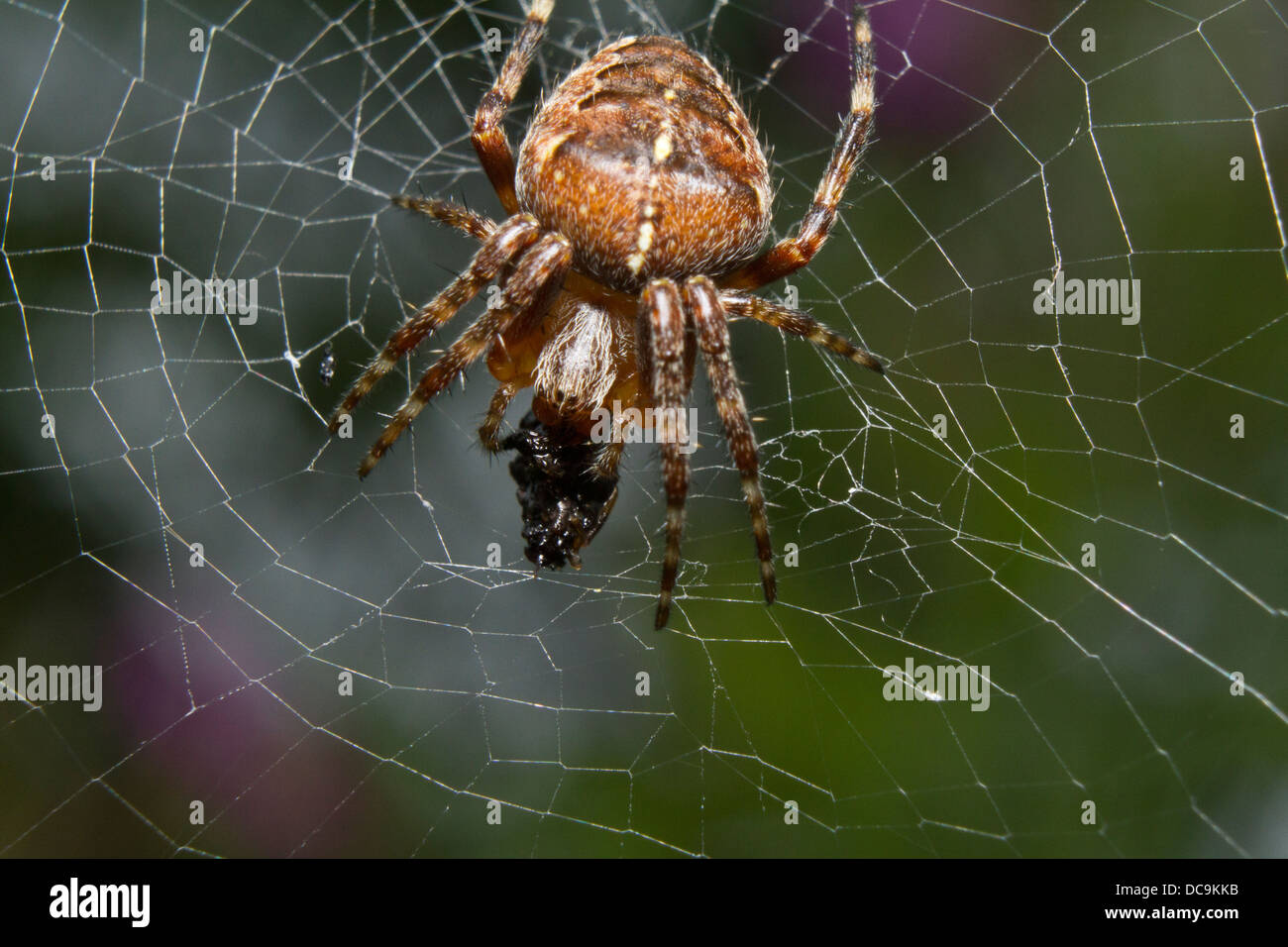 Garden Spider [Araneus diadematus] Stock Photo - Alamy