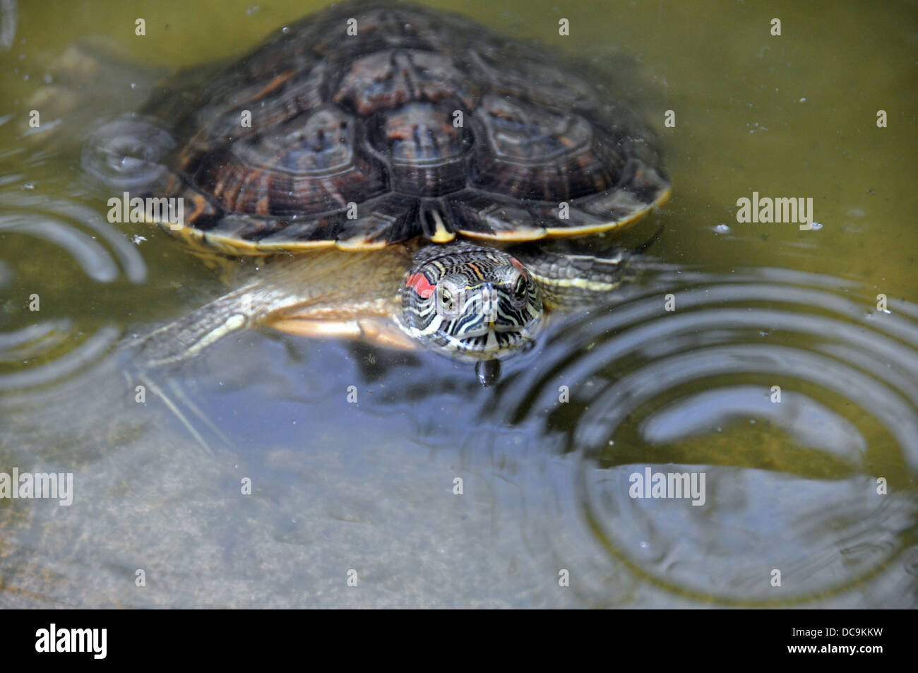 Turtle peeking out from a pond Stock Photo - Alamy