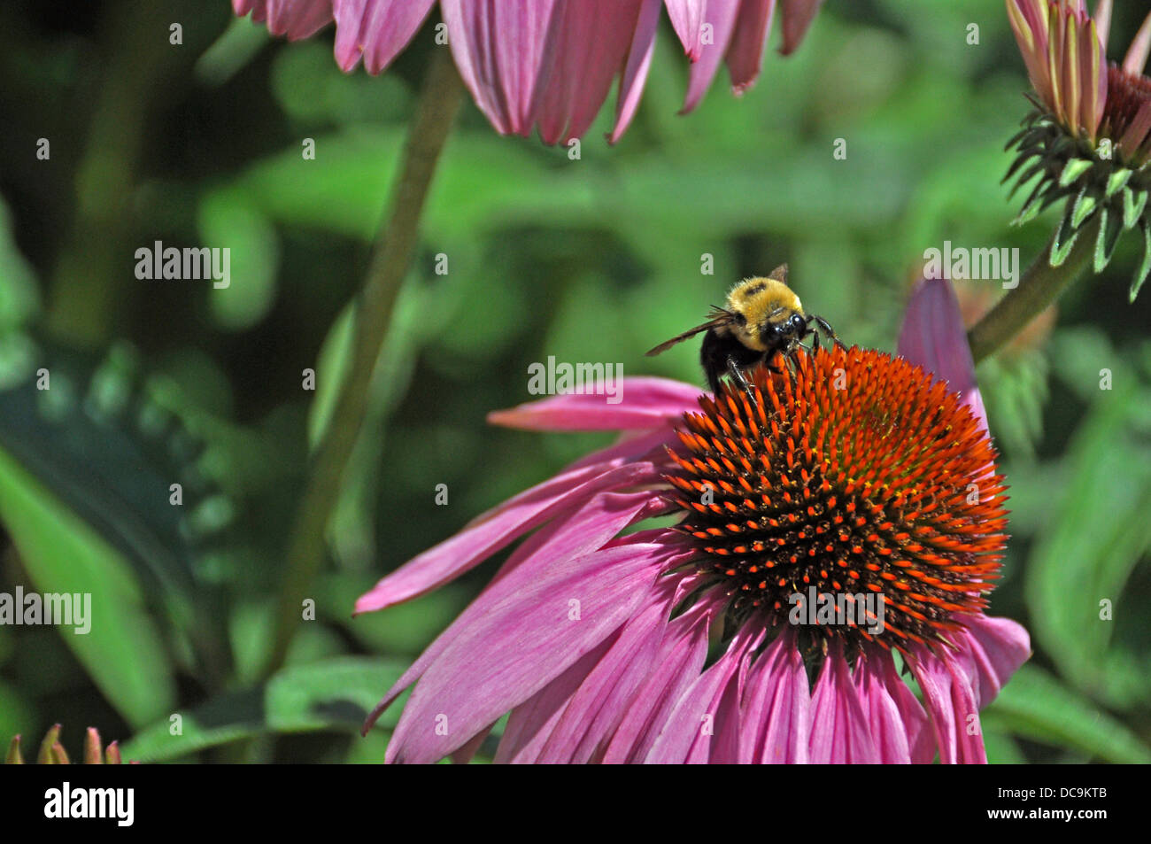 Bumblebee on a flower Stock Photo - Alamy