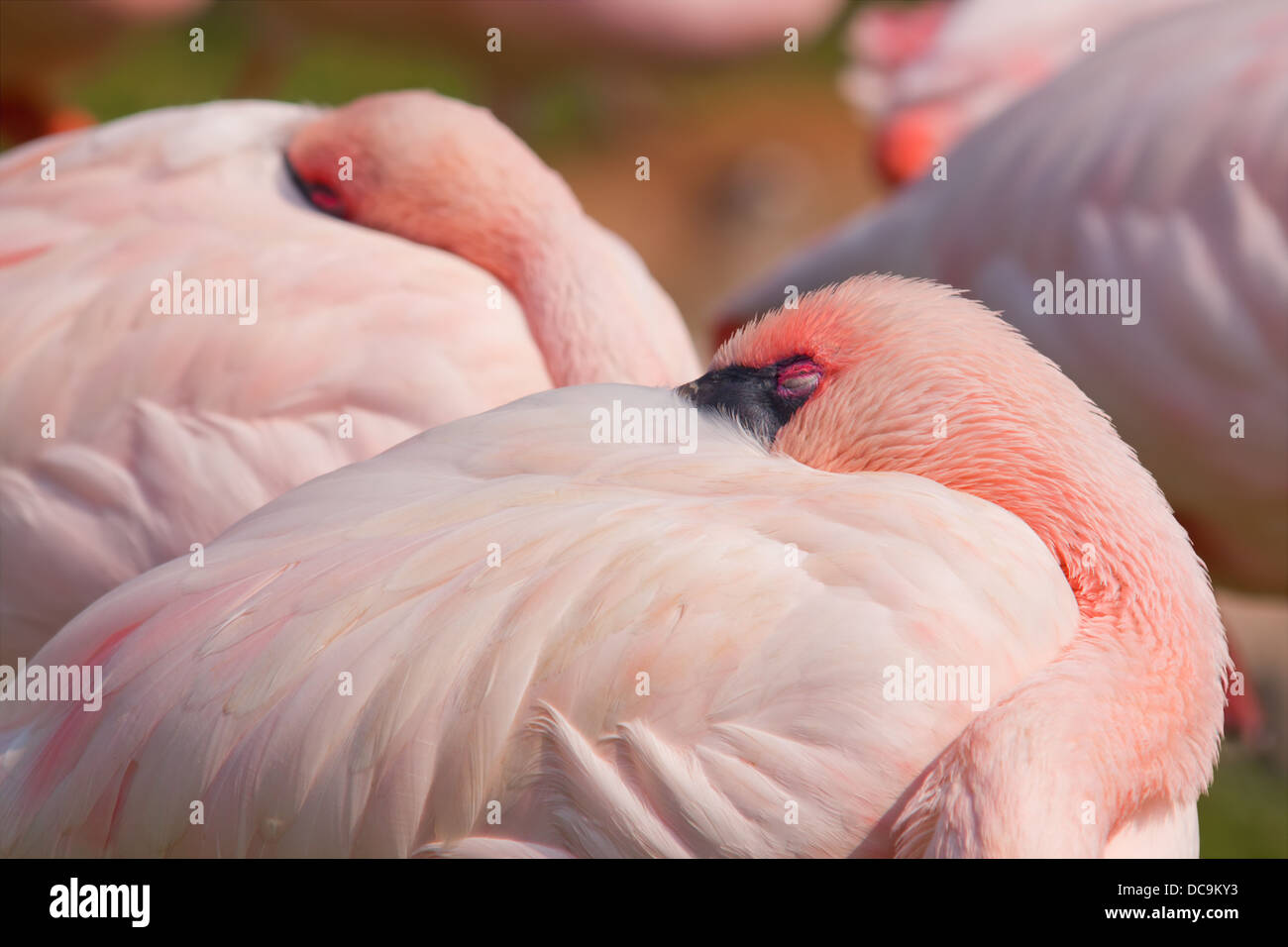 Flamingo Sleeping High Resolution Stock Photography and Images - Alamy
