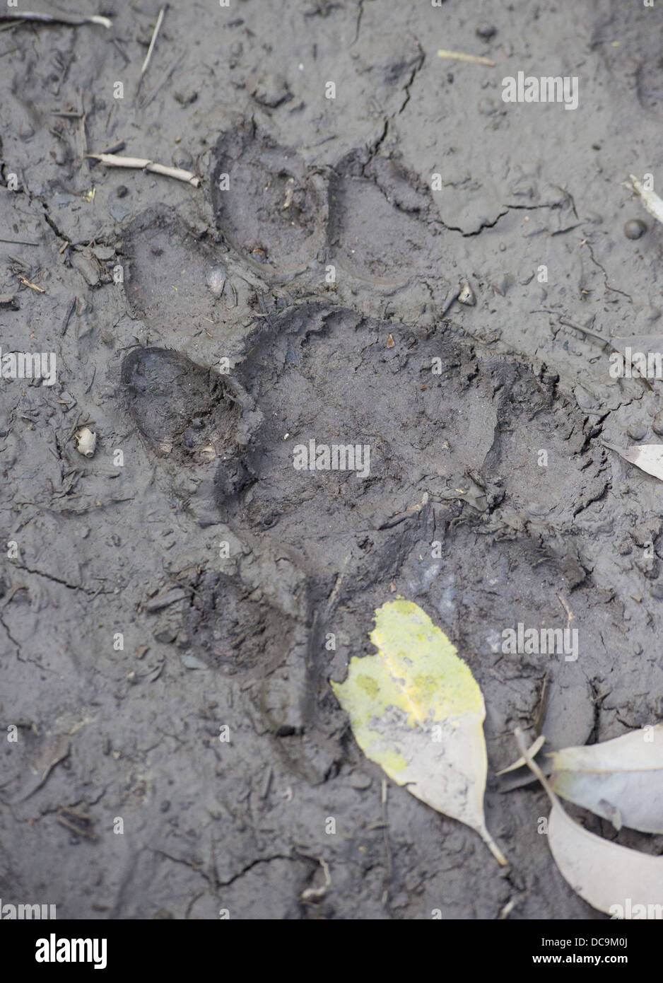 Tiger pugmark hi-res stock photography and images - Alamy