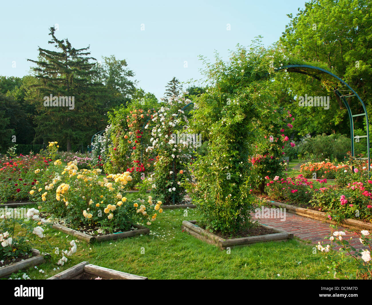 formal rose garden in the morning Stock Photo - Alamy