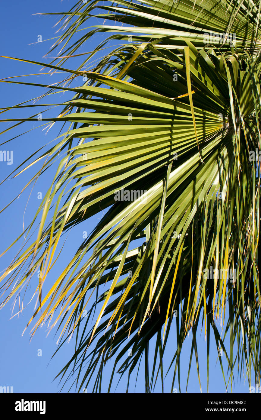 Close up of a palm tree leave in the sun Stock Photo - Alamy