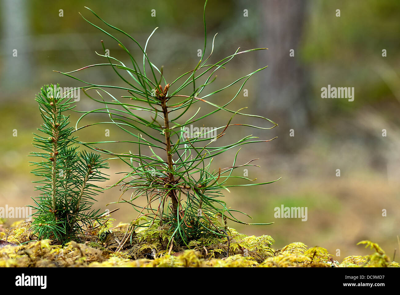 Tree seedlings hi-res stock photography and images - Alamy