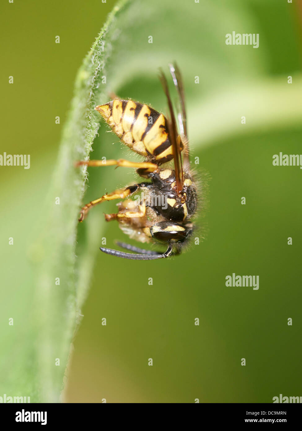 Common Wasp eating prey Stock Photo - Alamy
