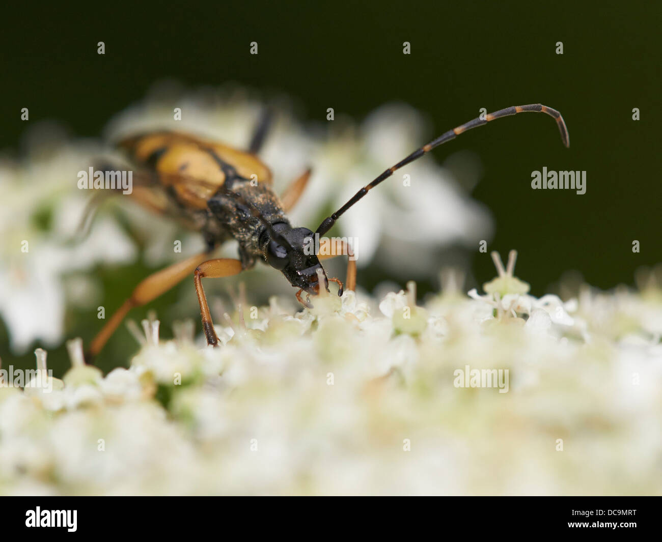 Longhorn beetle cerambycidae hi-res stock photography and images - Alamy