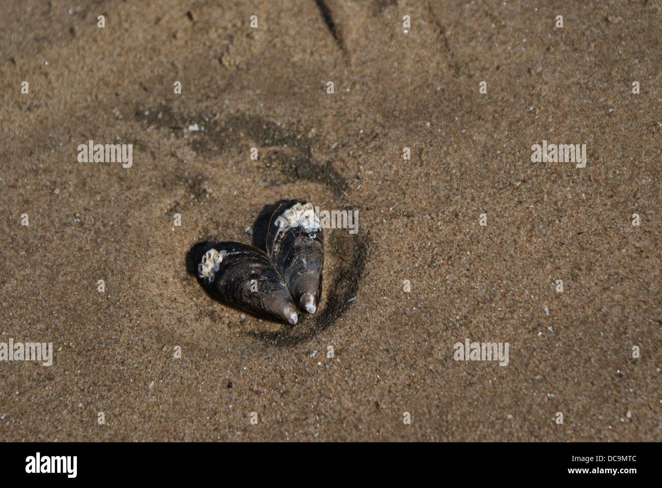 Heart shaped shell on the beach Stock Photo - Alamy