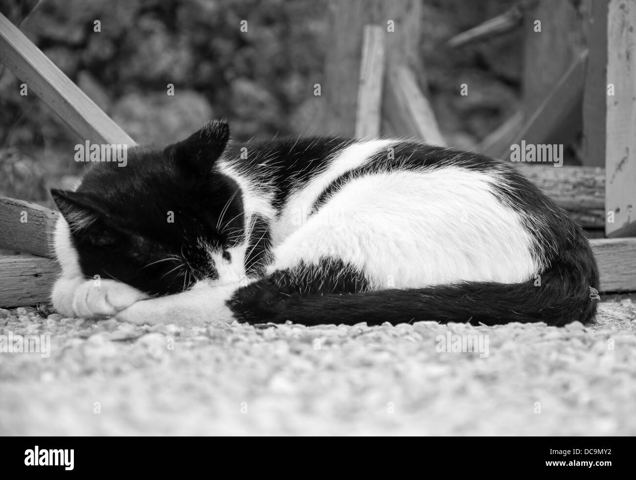 Portrait of a sleeping cat hi-res stock photography and images - Alamy