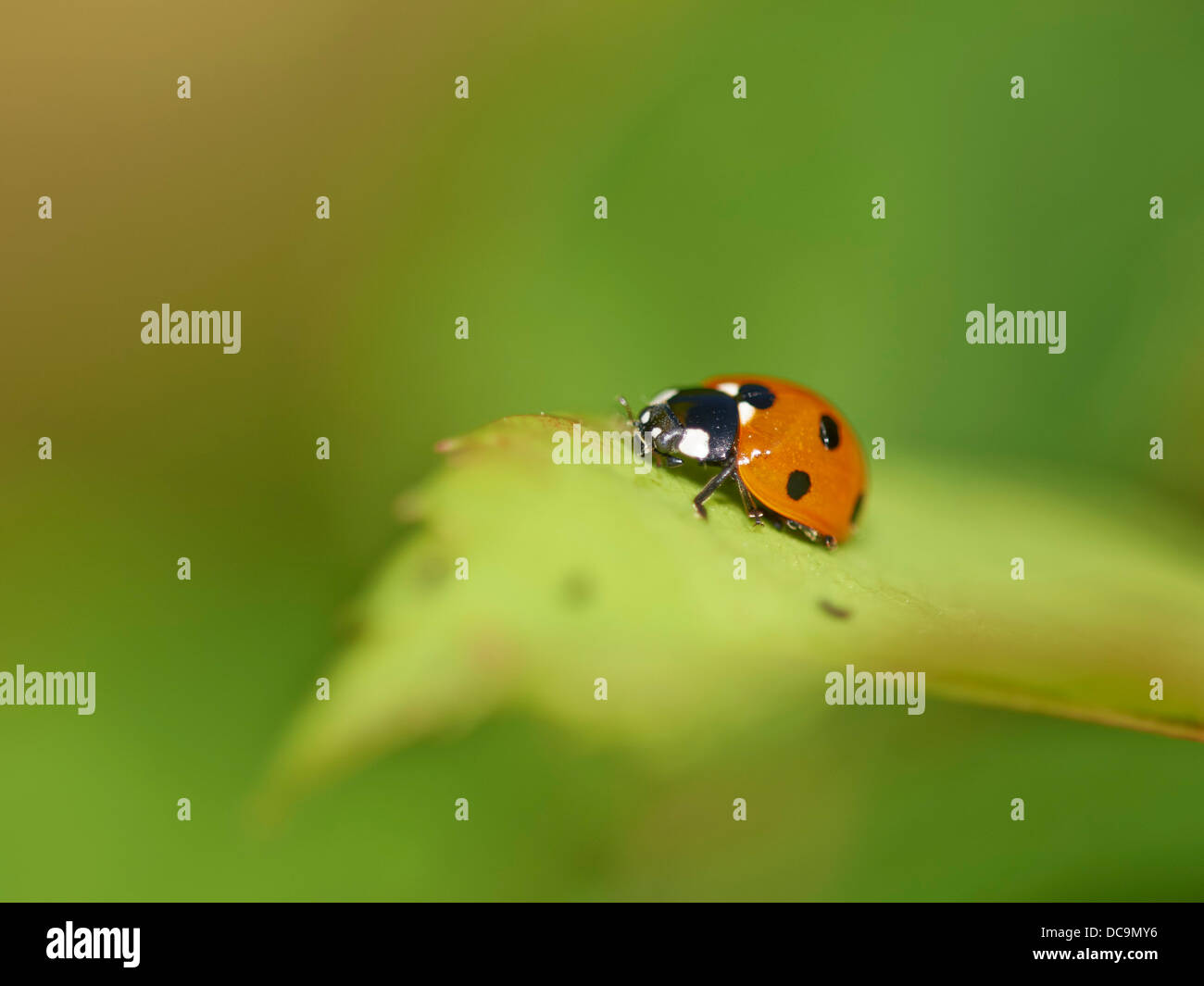 Close up of Ladybird Stock Photo - Alamy