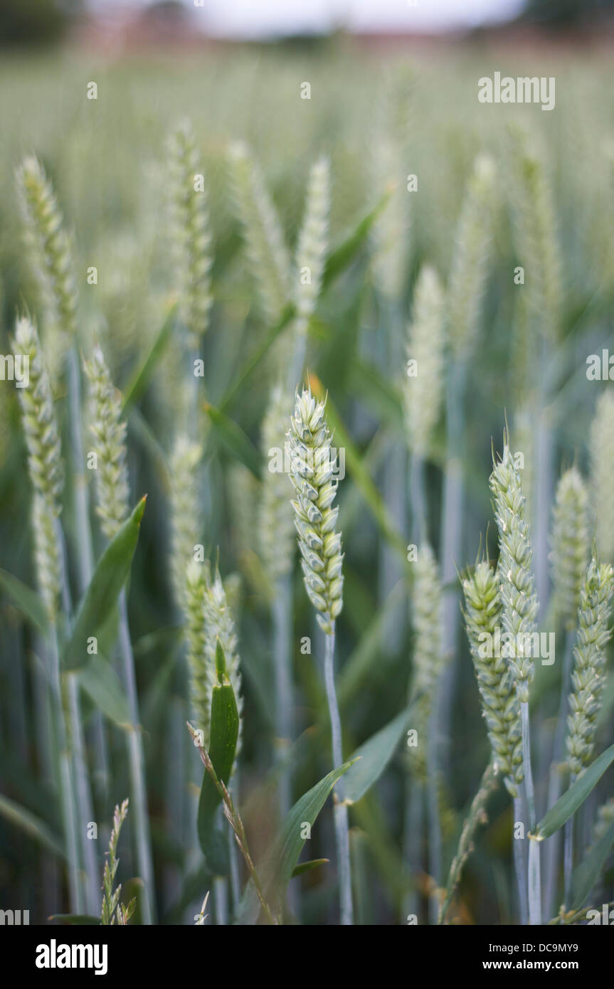 Spring wheat hi-res stock photography and images - Alamy