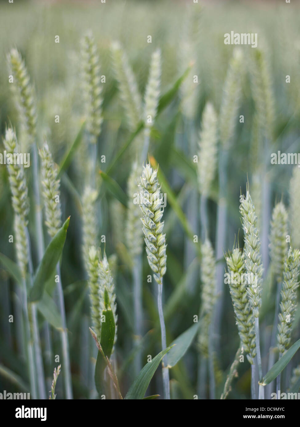 Spring wheat harvest hi-res stock photography and images - Alamy