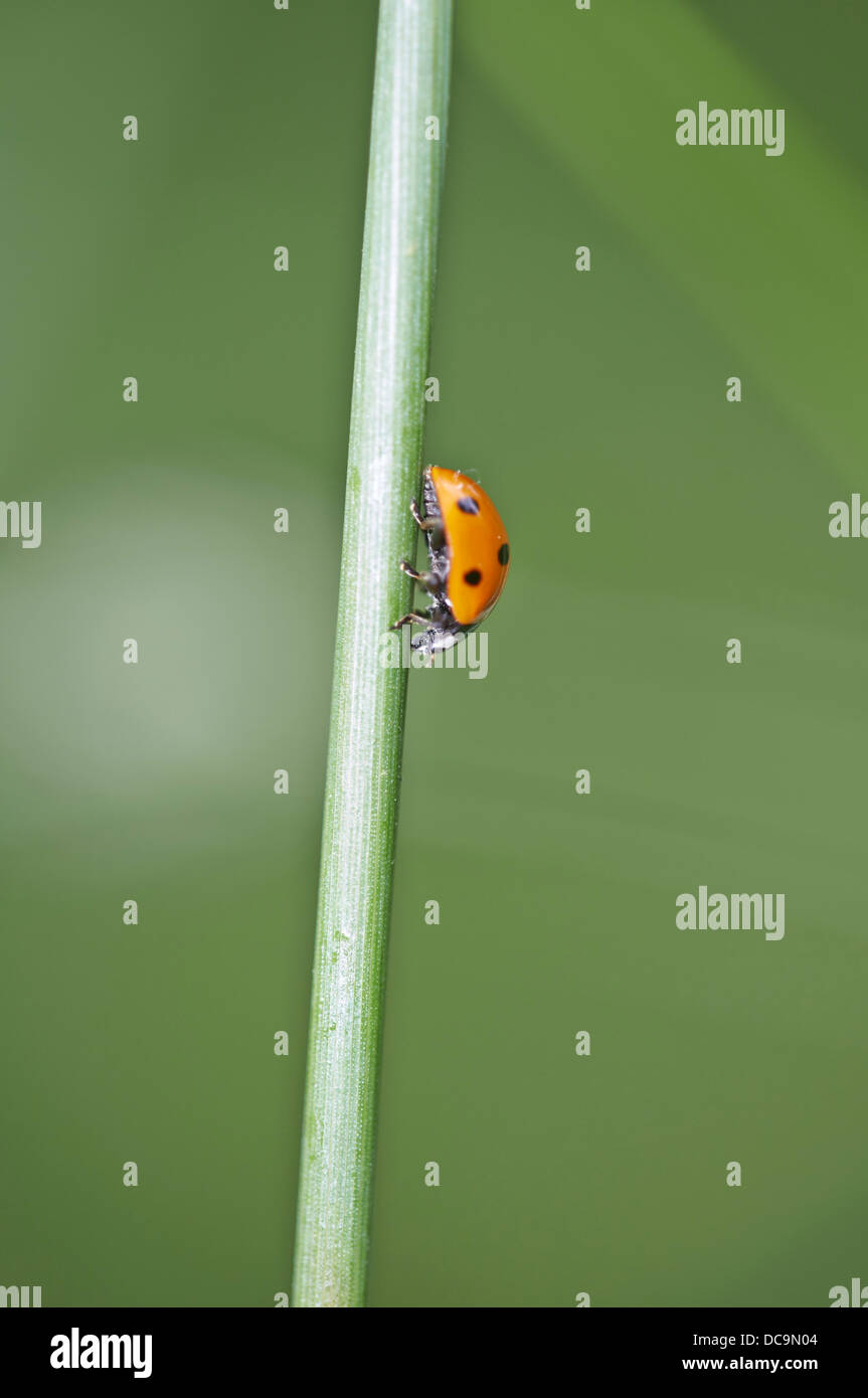 Close up of Ladybird Stock Photo - Alamy