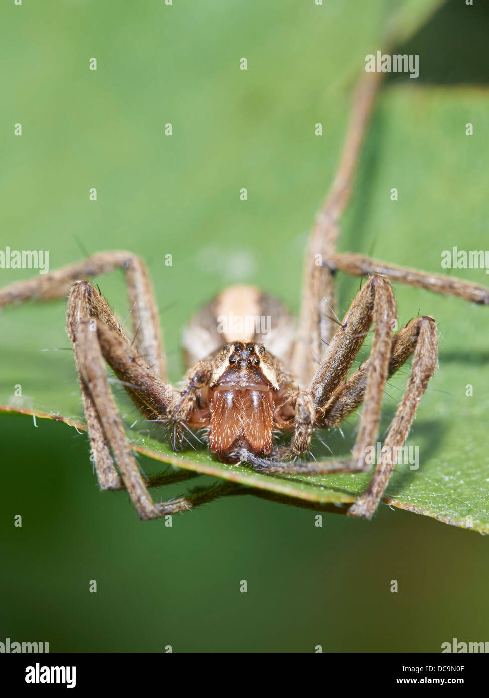 Pisaura mirabilis nursery web spider Stock Photo - Alamy