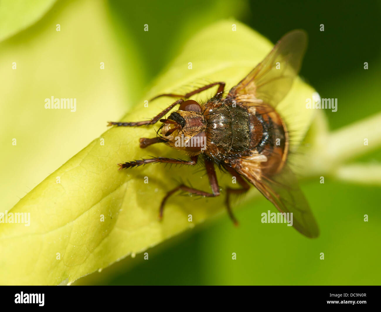 Parasite Fly resting on leaf Stock Photo - Alamy