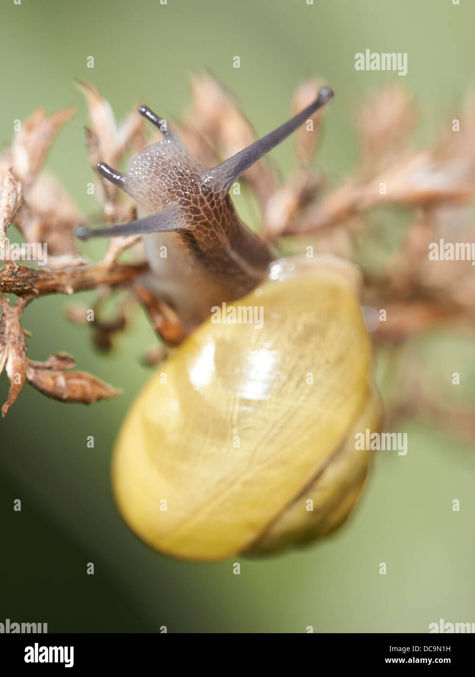 Common snail hi-res stock photography and images - Alamy
