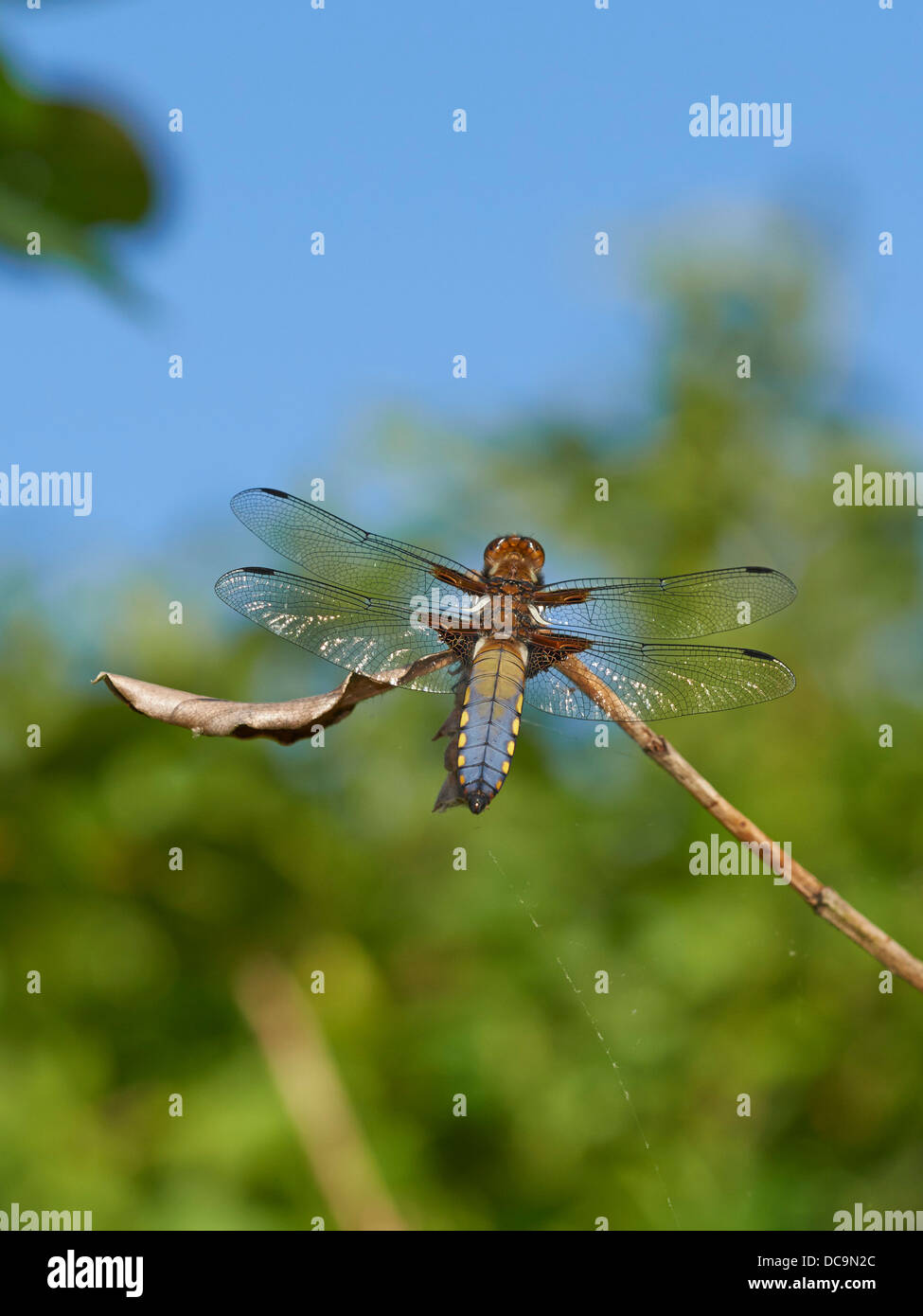 Broad-bodied Chaser dragonfly Stock Photo - Alamy