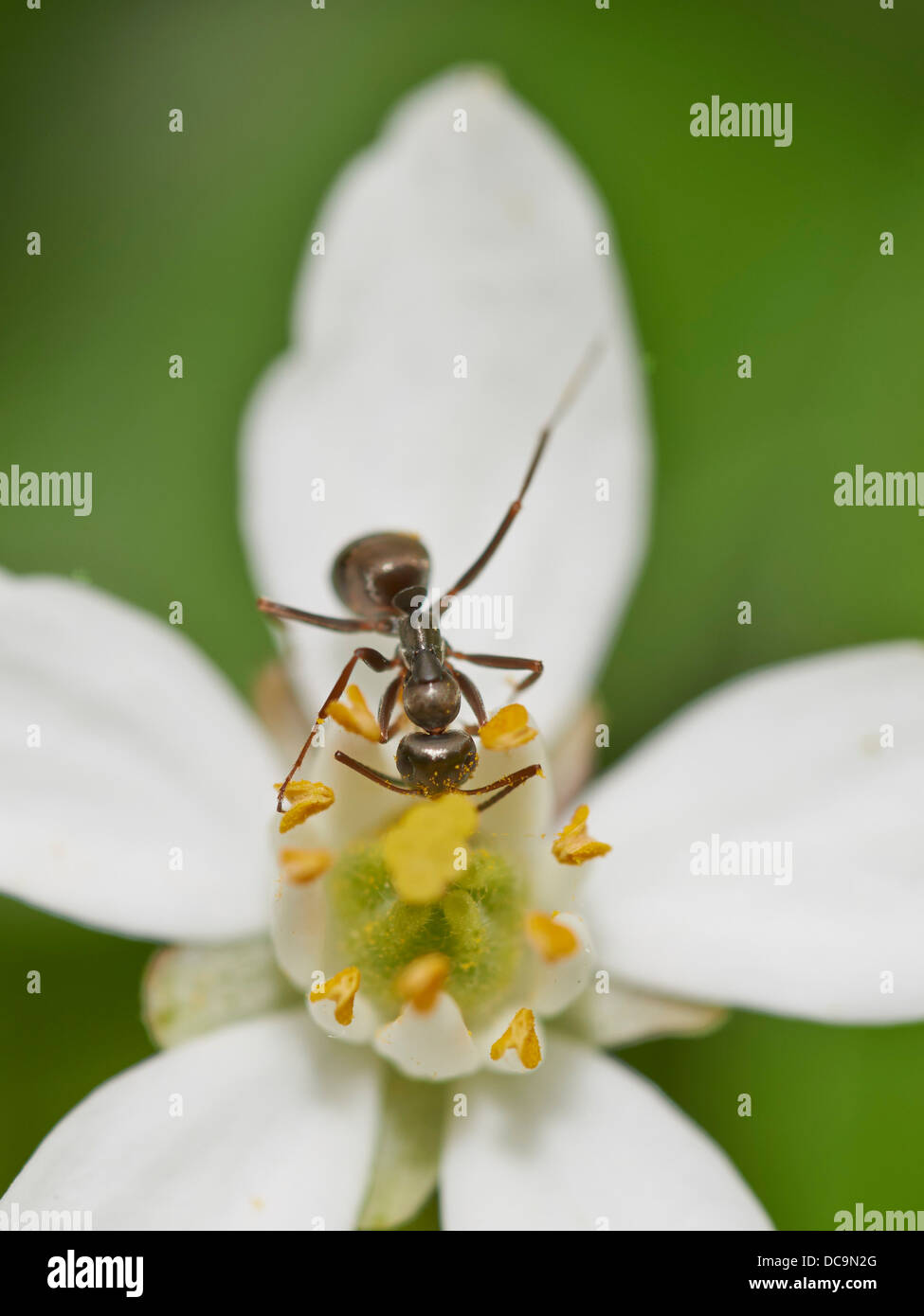 Ant feeding on a flowering plant Stock Photo - Alamy